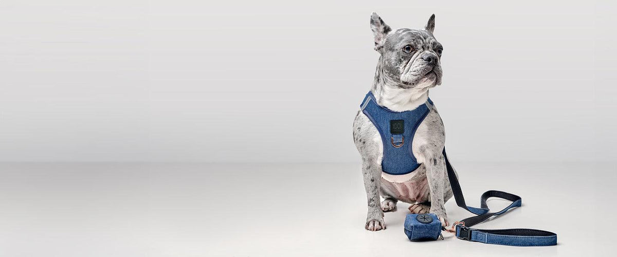 19 Low Energy Dog Breeds For a Relaxed Lifestyle
