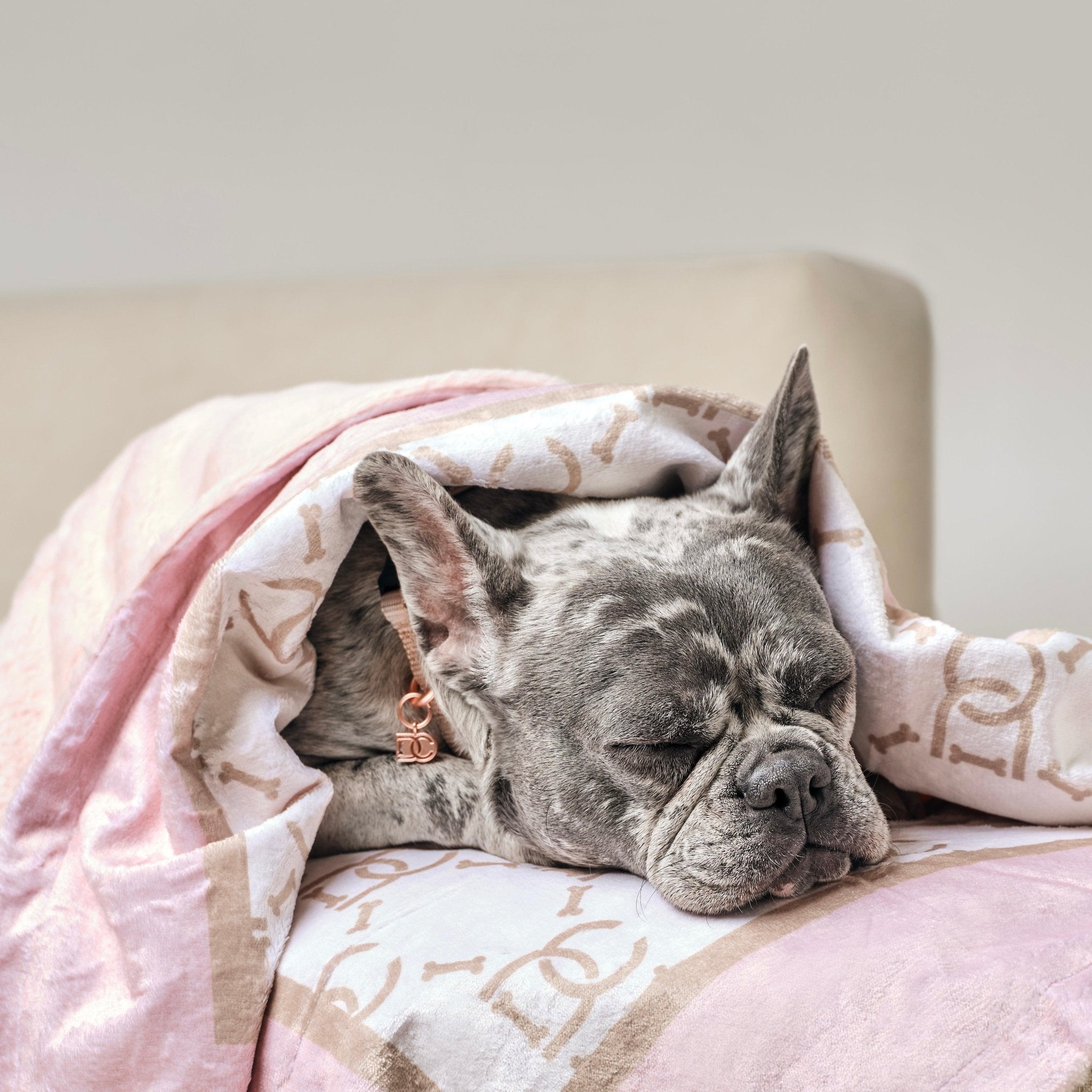 21 Low Maintenance Dog Breeds That Fit Any Lifestyle