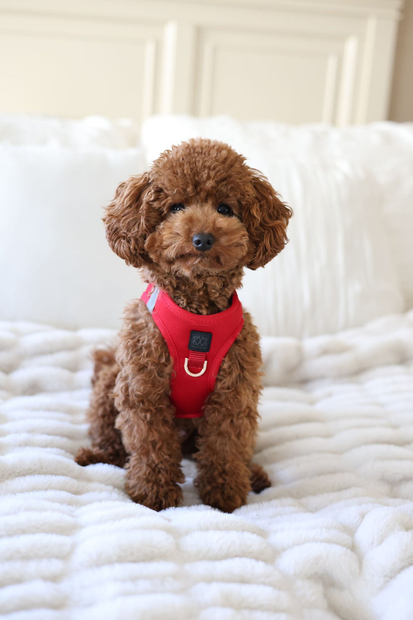 How to Fit a Harness Properly (and Why It Matters)