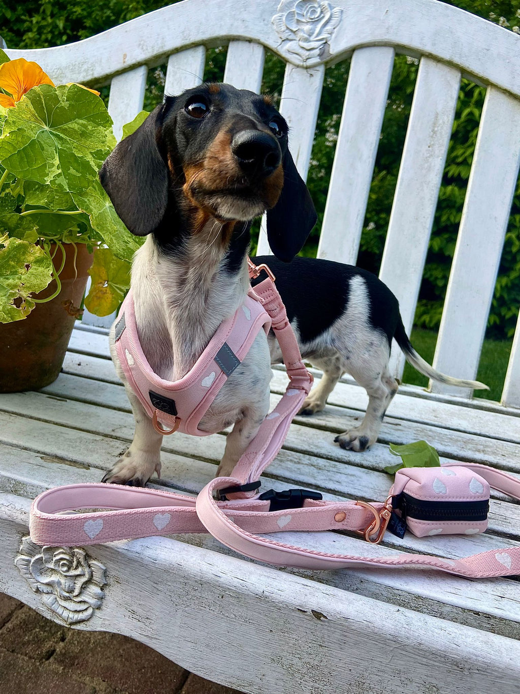 The Ultimate Guide to Matching Dog Walking Sets: Fashion Meets Functio