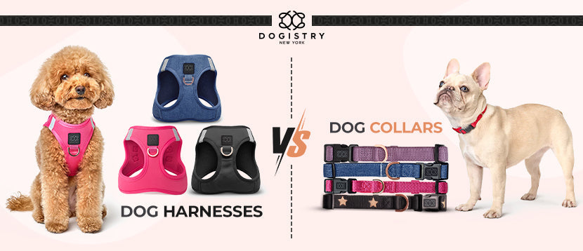 Dog Harness vs Collar: Which Is Right for Your Pet?