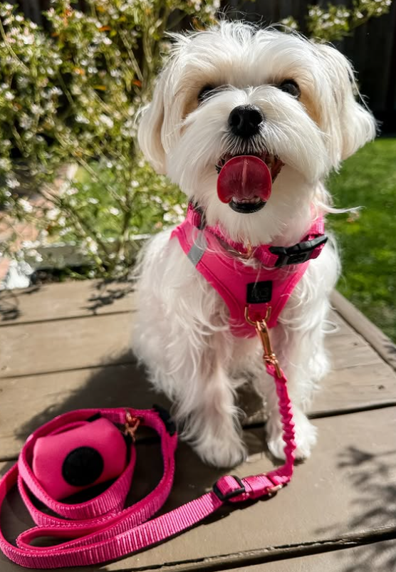 The Ultimate Dog Walking Set: Everything You Need for Stress-Free Adve