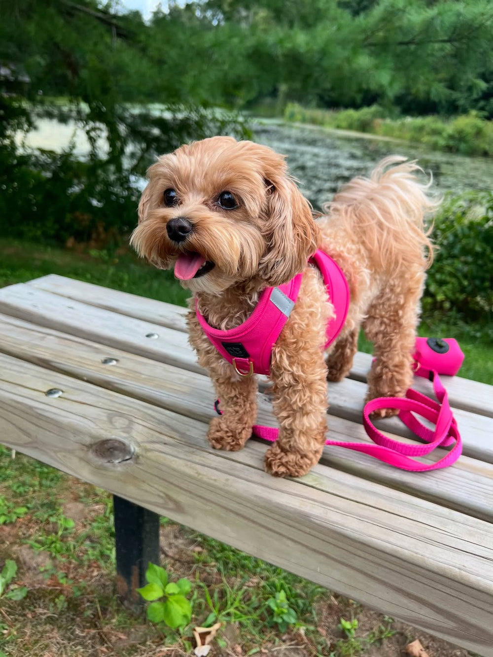 Dog Harness Bundle Sets: Why Dogistry Walking Sets Are the Smartest Ch