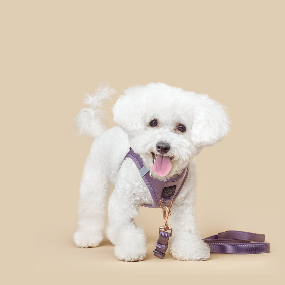 The Stylish Dog Owner’s Guide to Matching Walk Sets
