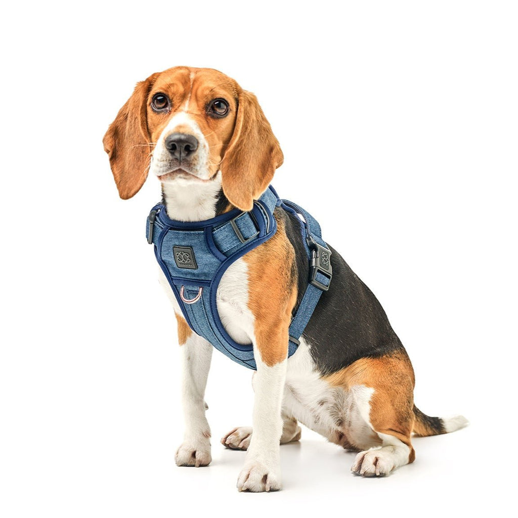 The NoMad Dog Walking Set – Stylish, Smart & Built for Big City Advent