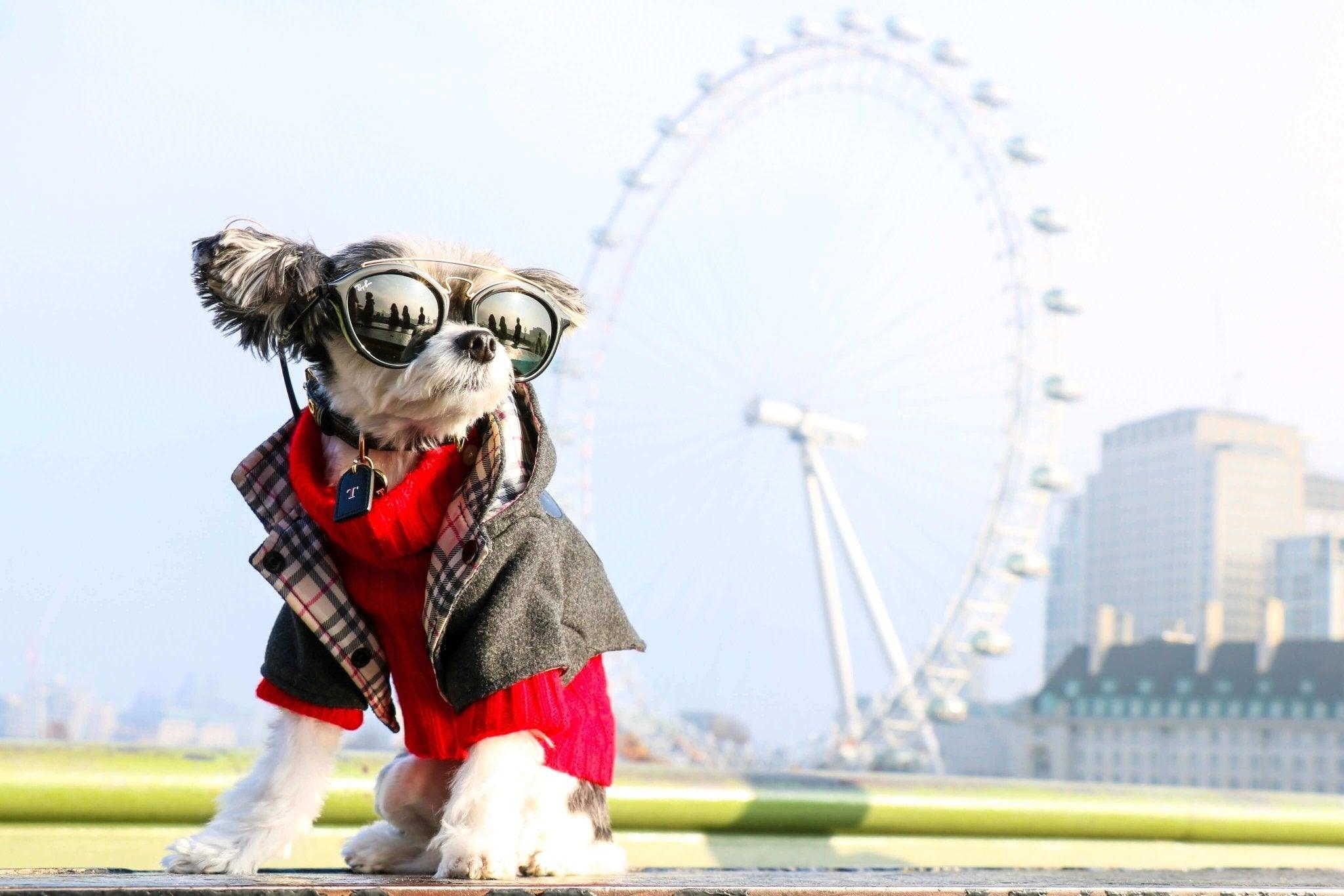 How to Create a Successful Instagram Account Featuring Your Dog and Mo