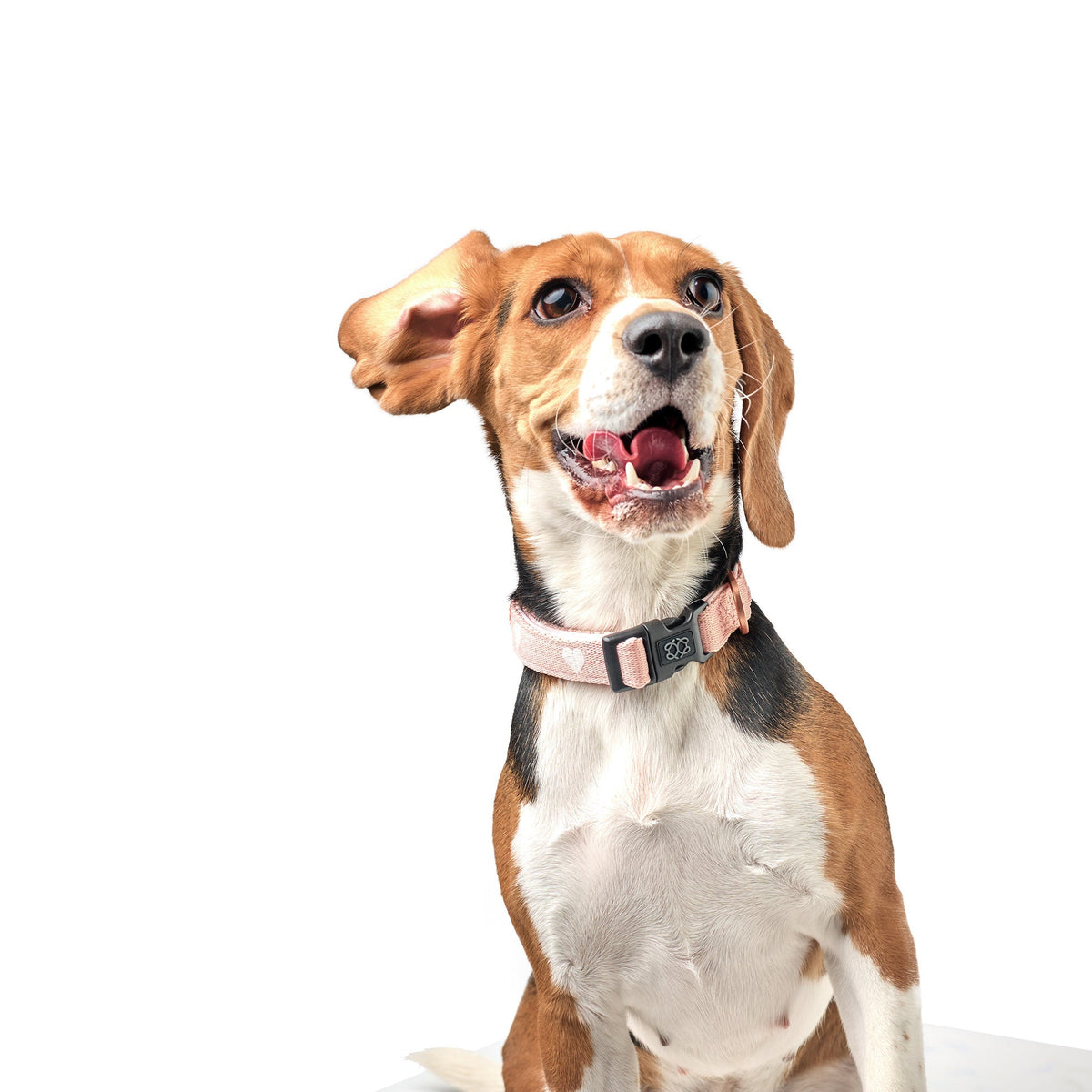 Luxury Dog Collars: Are They Worth the Investment?
