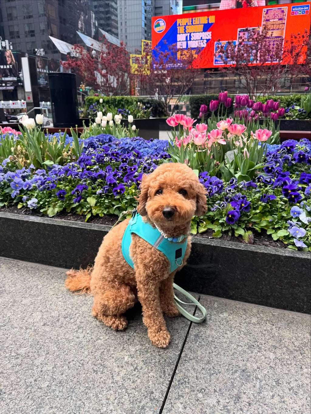 Why Your Dog’s Gear Matters: How the Right Accessories Improve Walks,