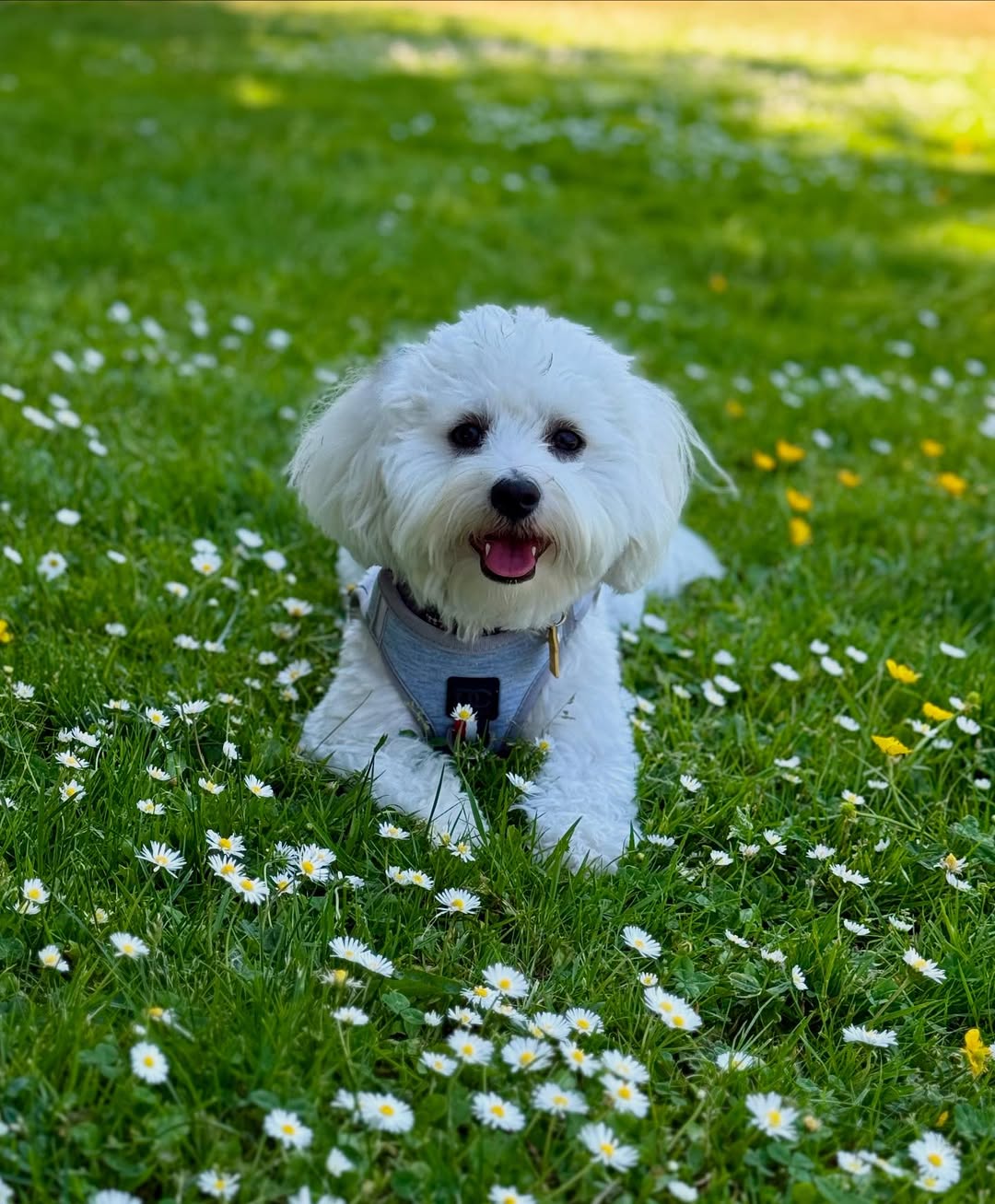 How to Build the Perfect Dog Walking Routine (That Both You and Your P