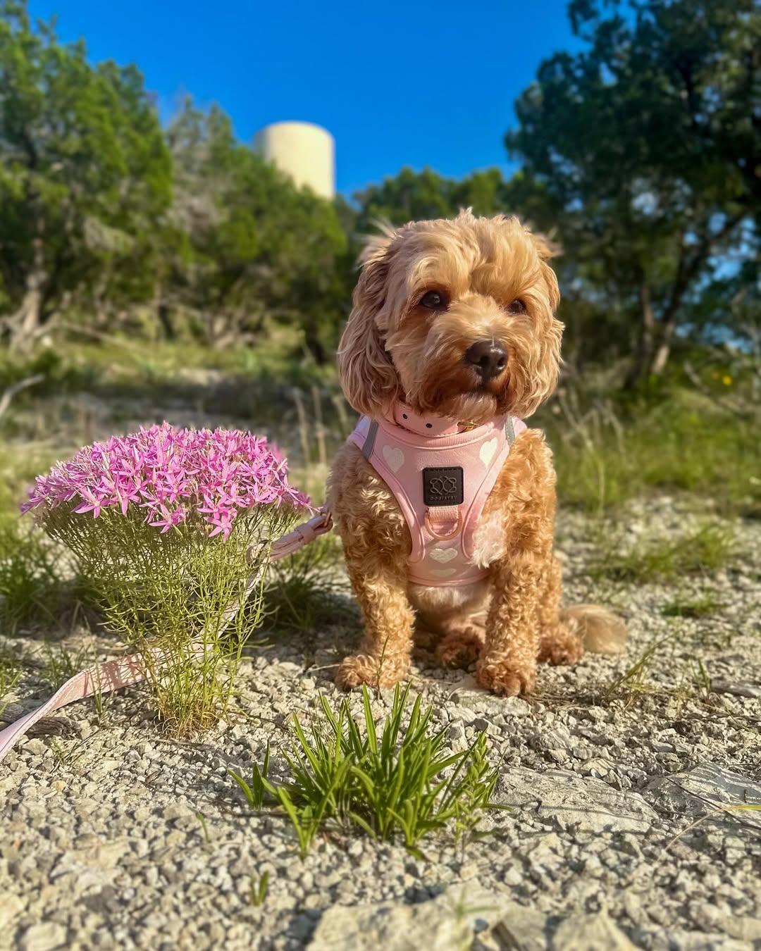 Tailoring Elegance: Must-Have Accessories for Your Beloved Cavapoo