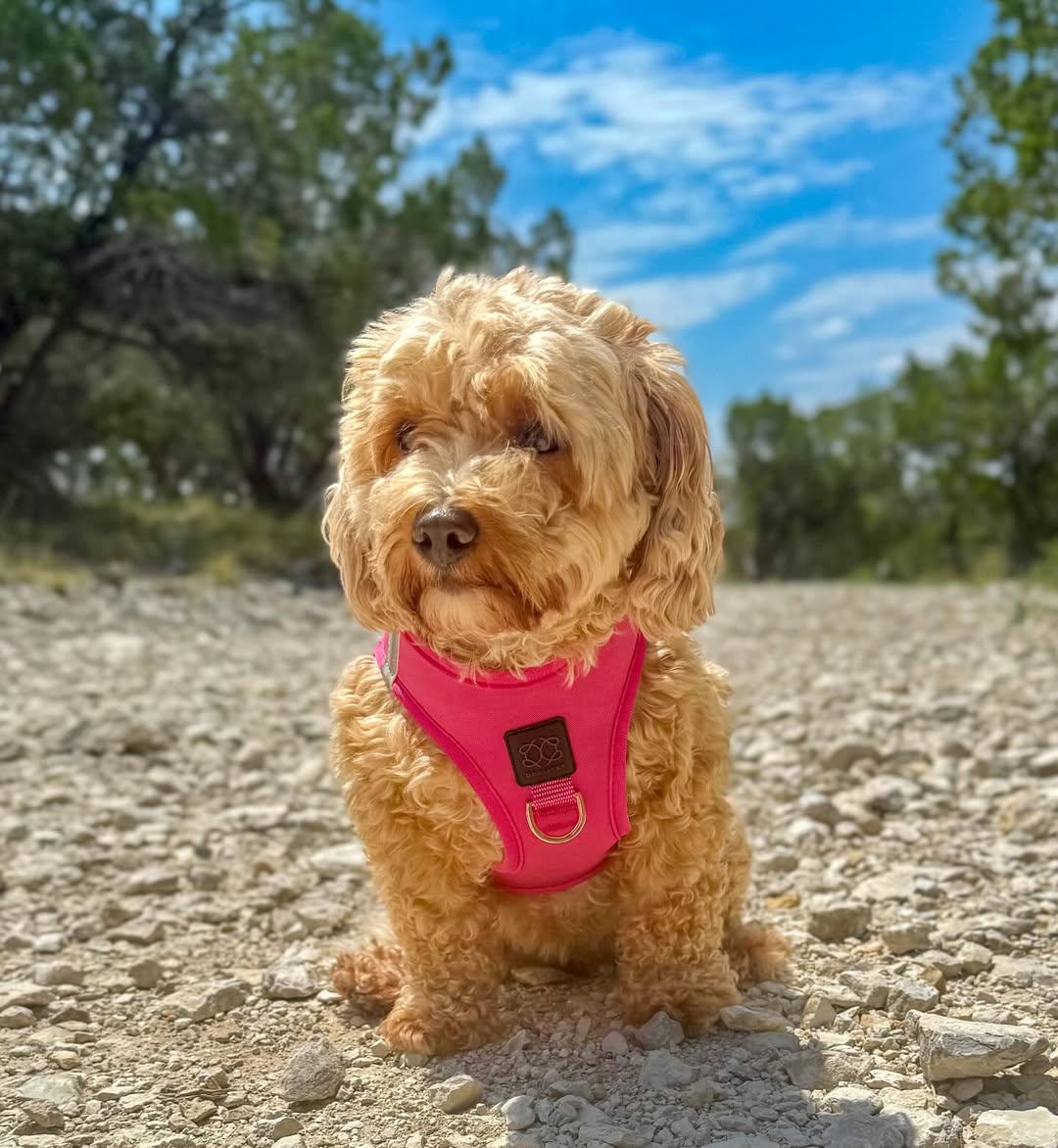 The Ultimate Dog Walking Checklist: Essentials Every Pet Parent Needs