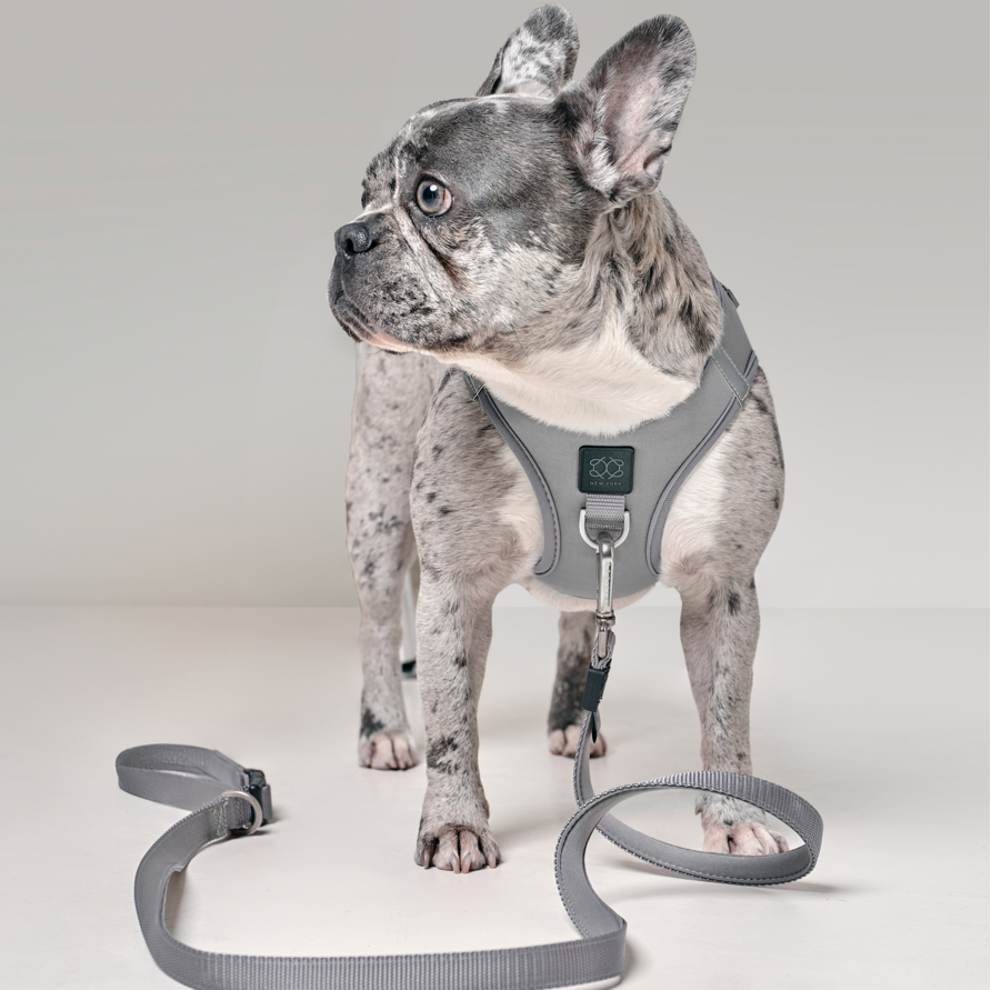 How to Choose the Best Dog Harness: The Complete Dogistry Buyer’s Guid