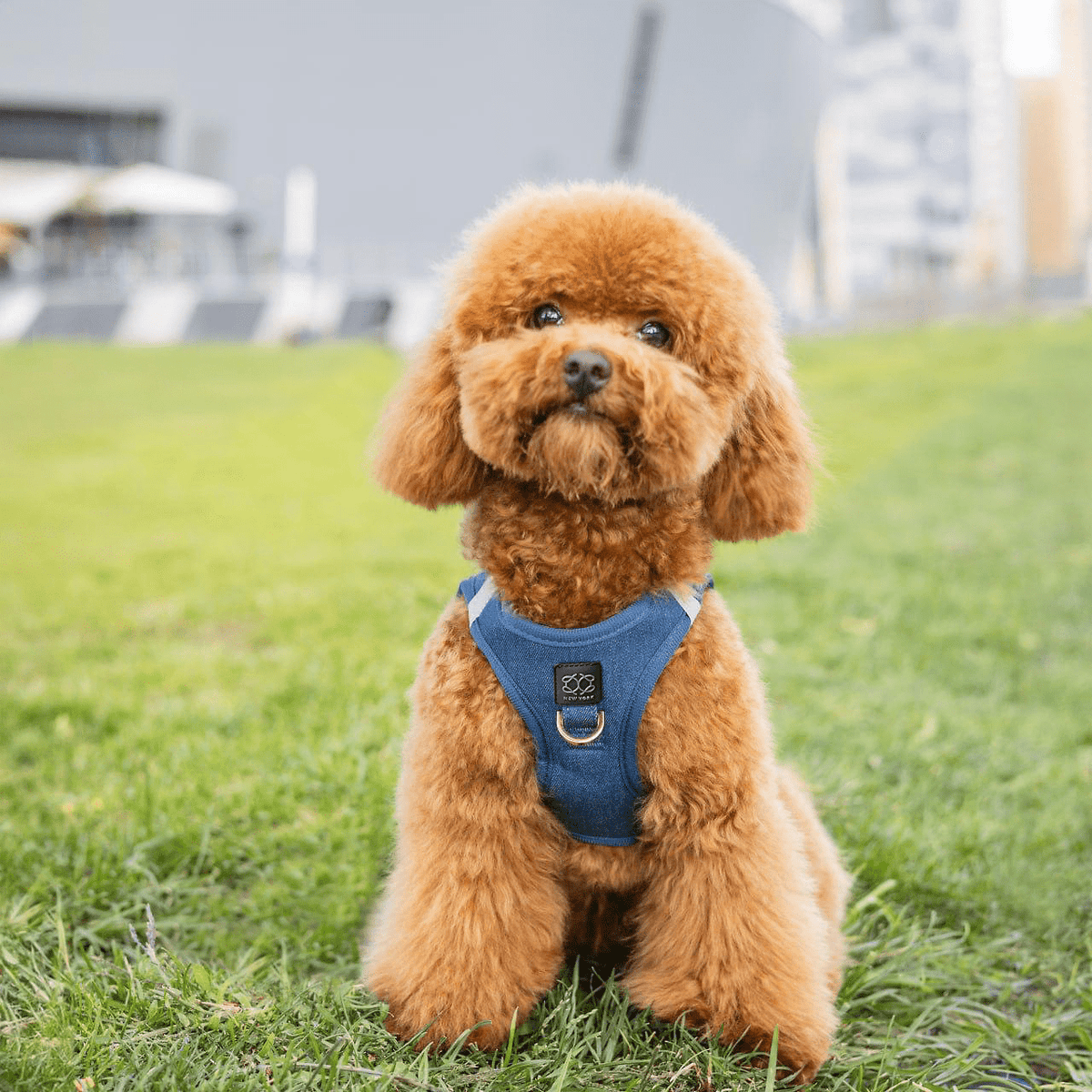 The Best No-Pull Dog Harnesses for Small Dogs