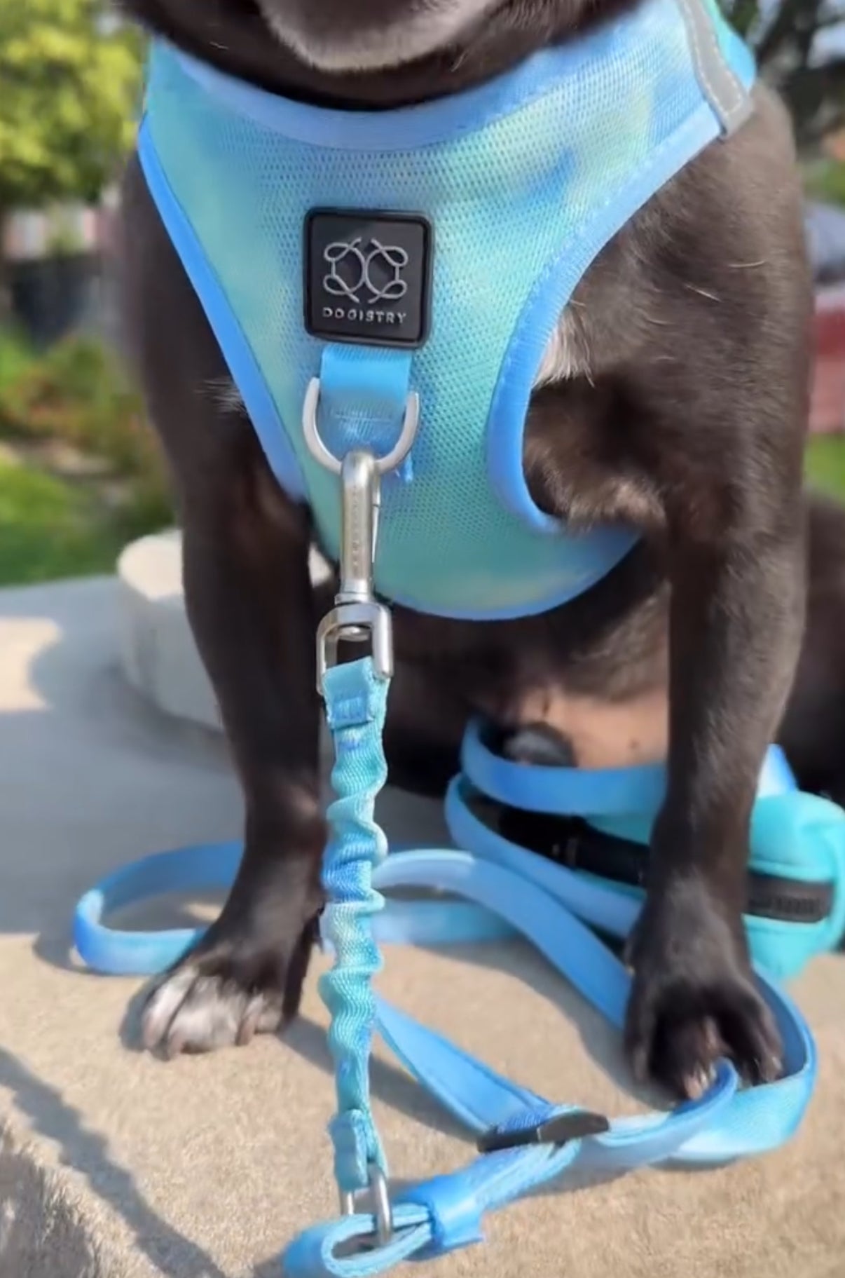 Two-Piece Dog Walking Sets (1 Harness + 1 Leash) – Dogistry
