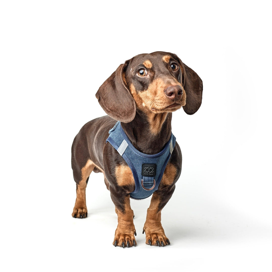 Award-Winning Denim Blue No-Pull Dog Harness | Dogistry